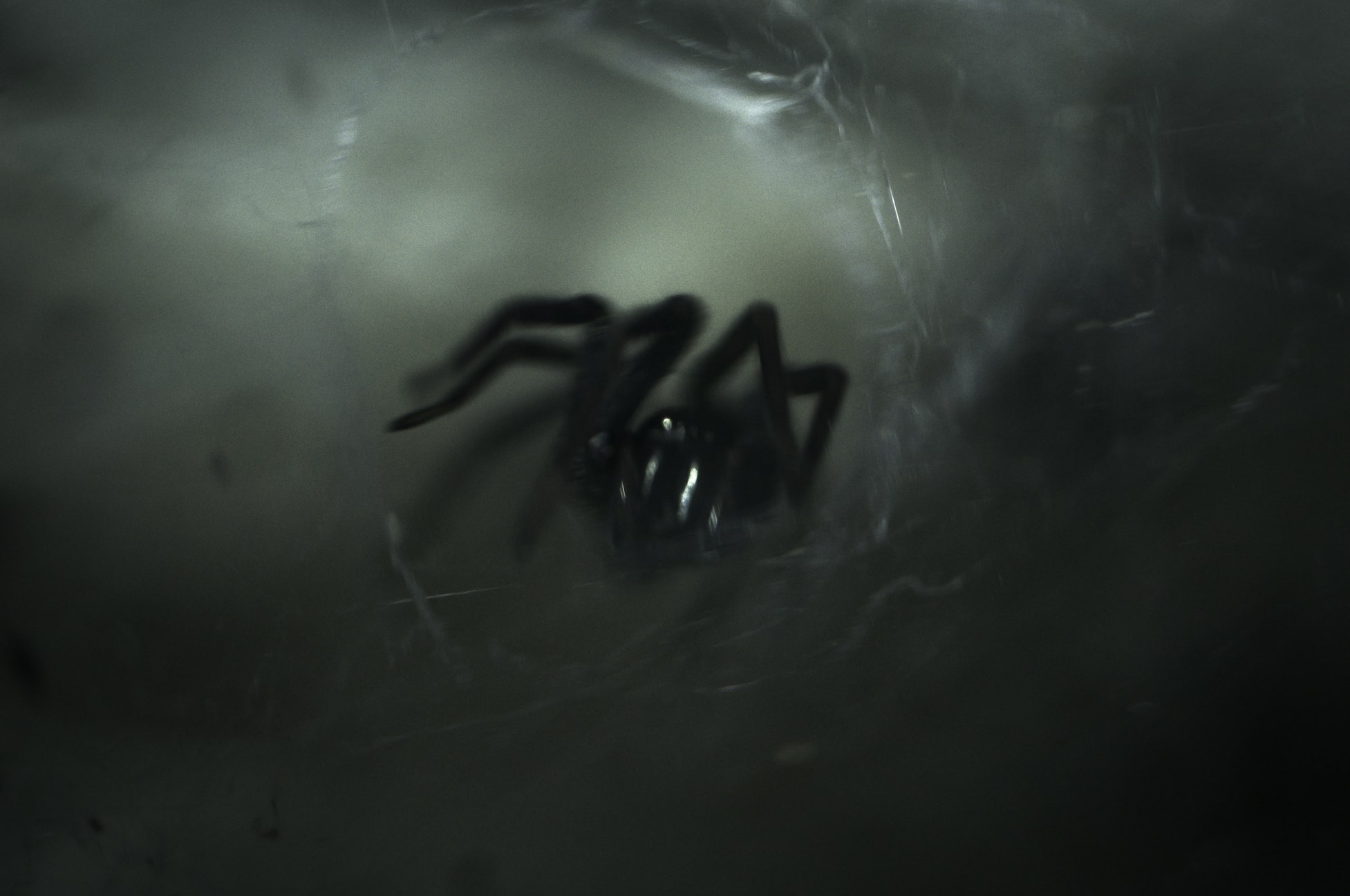 Sony Releases First Trailer for ‘Venom’ Sequel